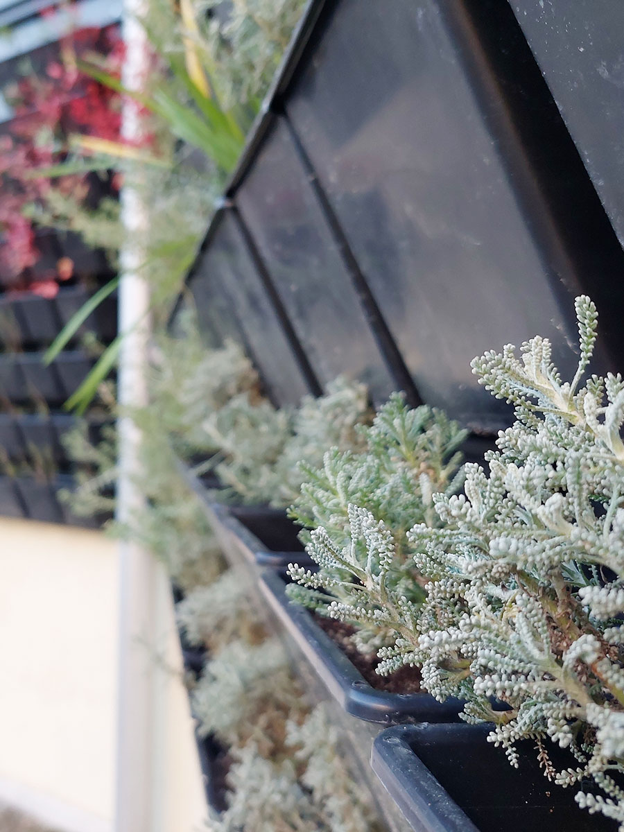 Ο Ψηλότερος Κάθετος Κήπος που τοποθετήθηκε στην Ελλάδα! - Δήμος «Παύλου ...